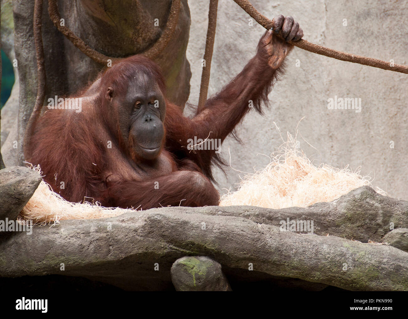 Orangutan rain forest hi-res stock photography and images - Alamy