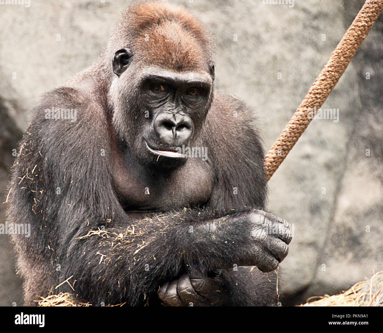 Primate gorilla hi-res stock photography and images - Alamy