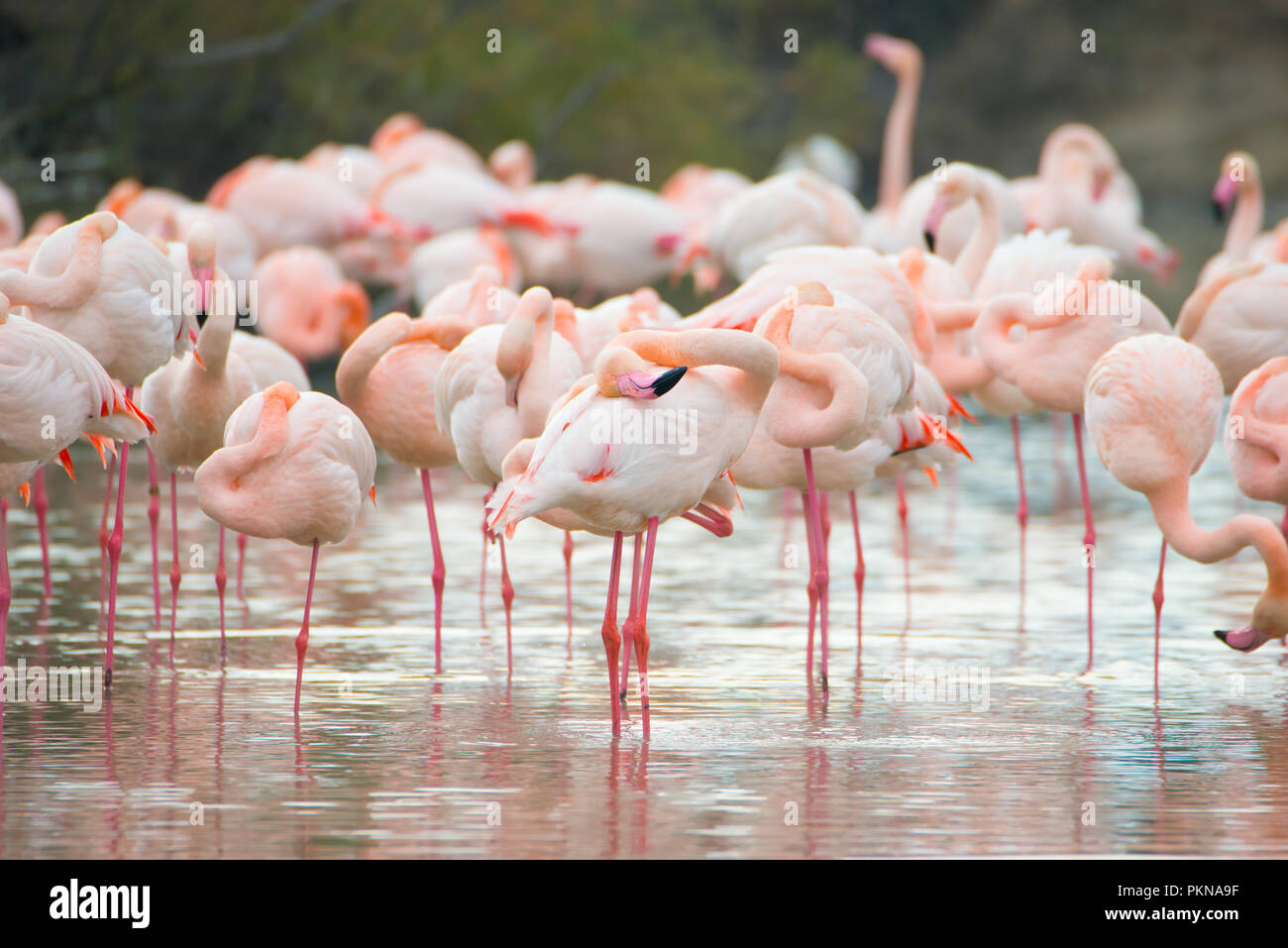 Flamingo afrika hi-res stock photography and images - Alamy