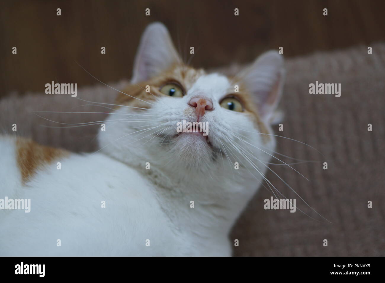 Surprised Cat Stock Photos & Surprised Cat Stock Images - Alamy
