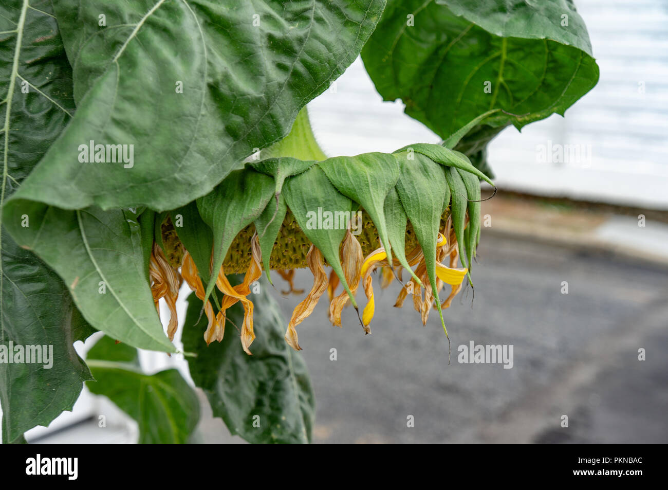 Seedless sunflower hi-res stock photography and images - Alamy