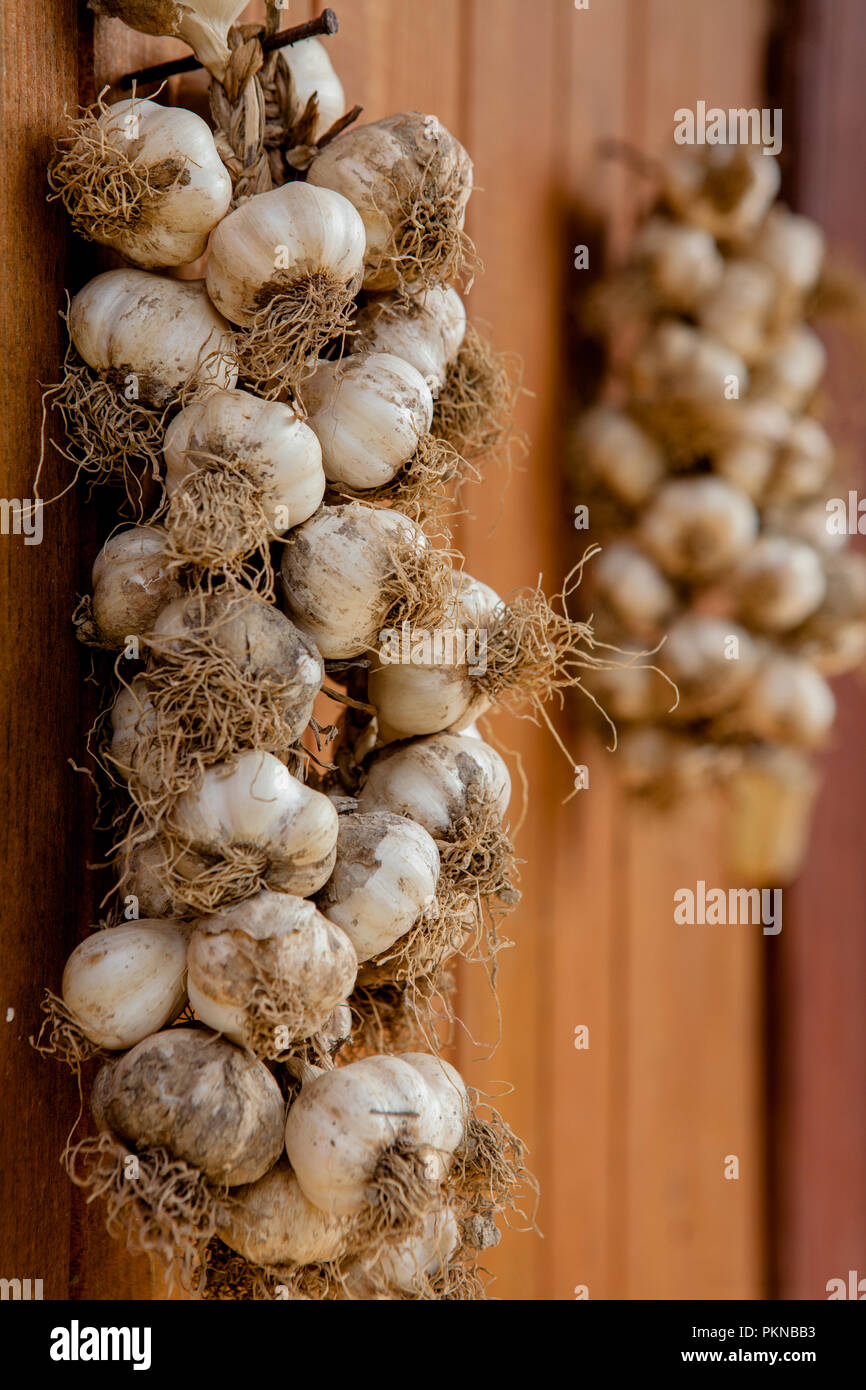 Garlic bunch: Garlic was ready to use in a group of bunch Stock Photo ...