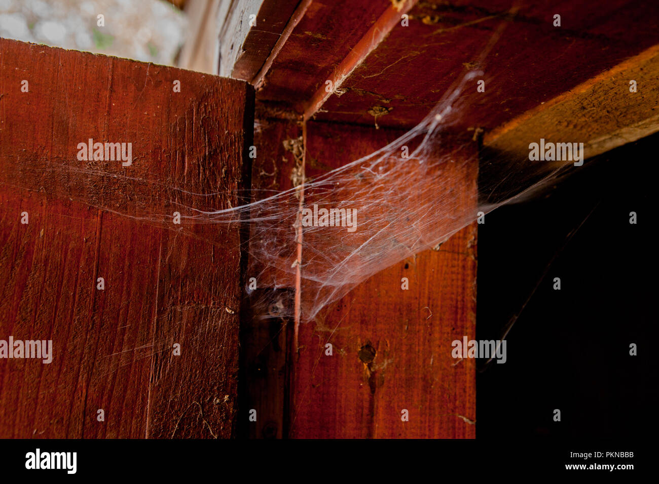 Cobweb spider on building hi-res stock photography and images - Alamy