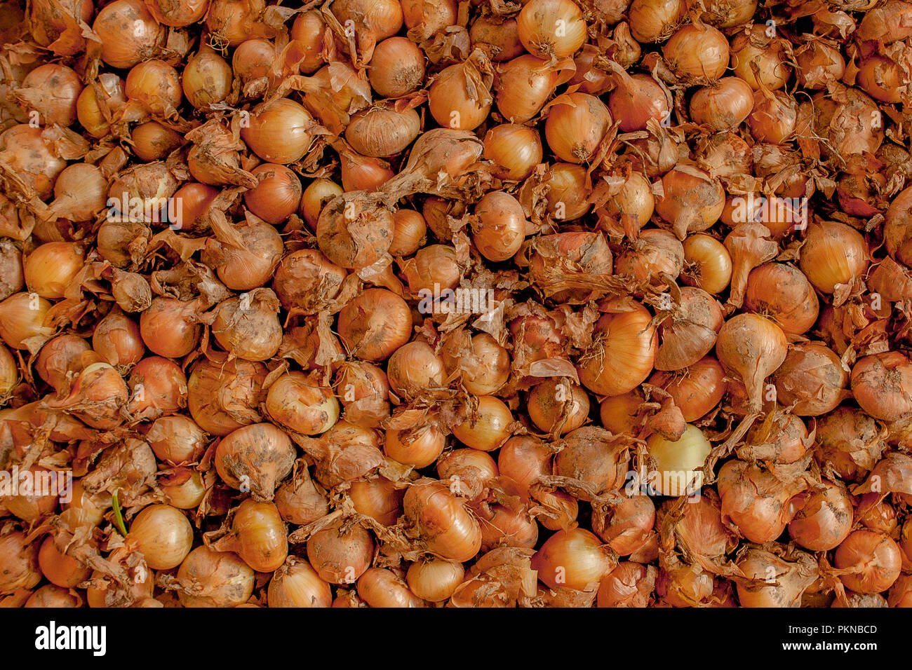 Yellow onion, Seedling, Growing onions background. Many growth onion ...