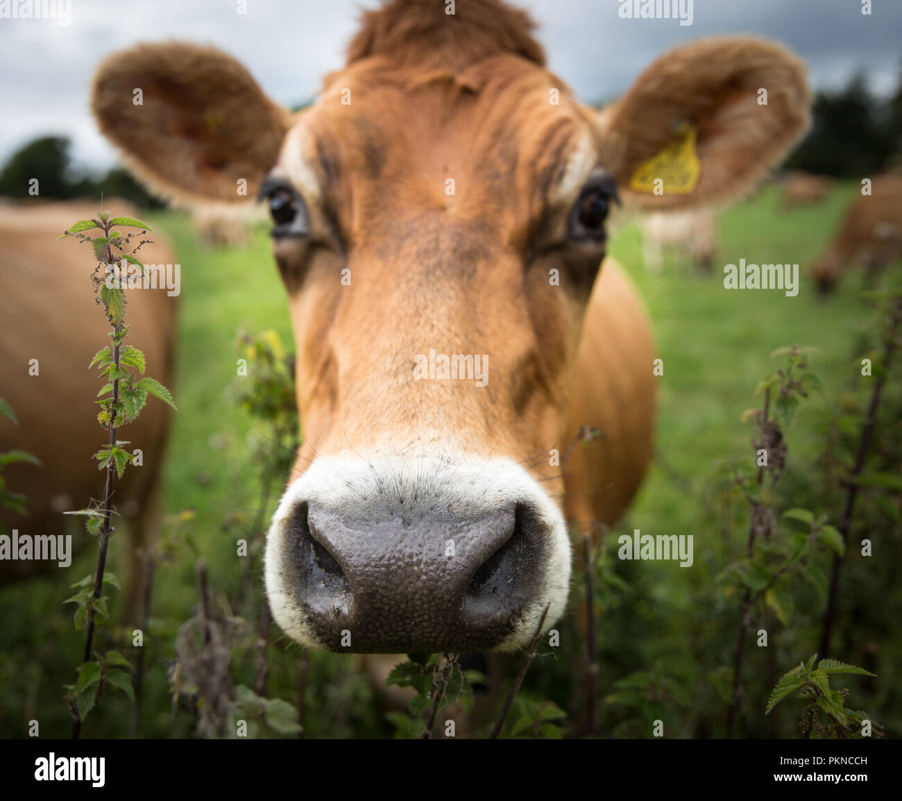 A close up portrait of the head of a brown, Devon dairy cow showing ...