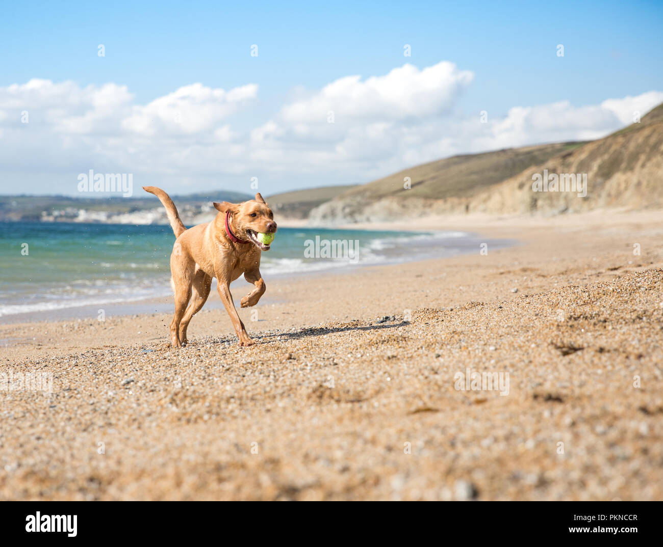 Happy labrador dog hi-res stock photography and images - Alamy