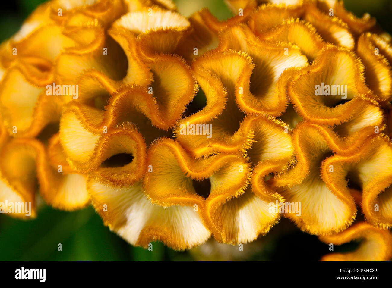 Yellow celosia plant hi-res stock photography and images - Alamy