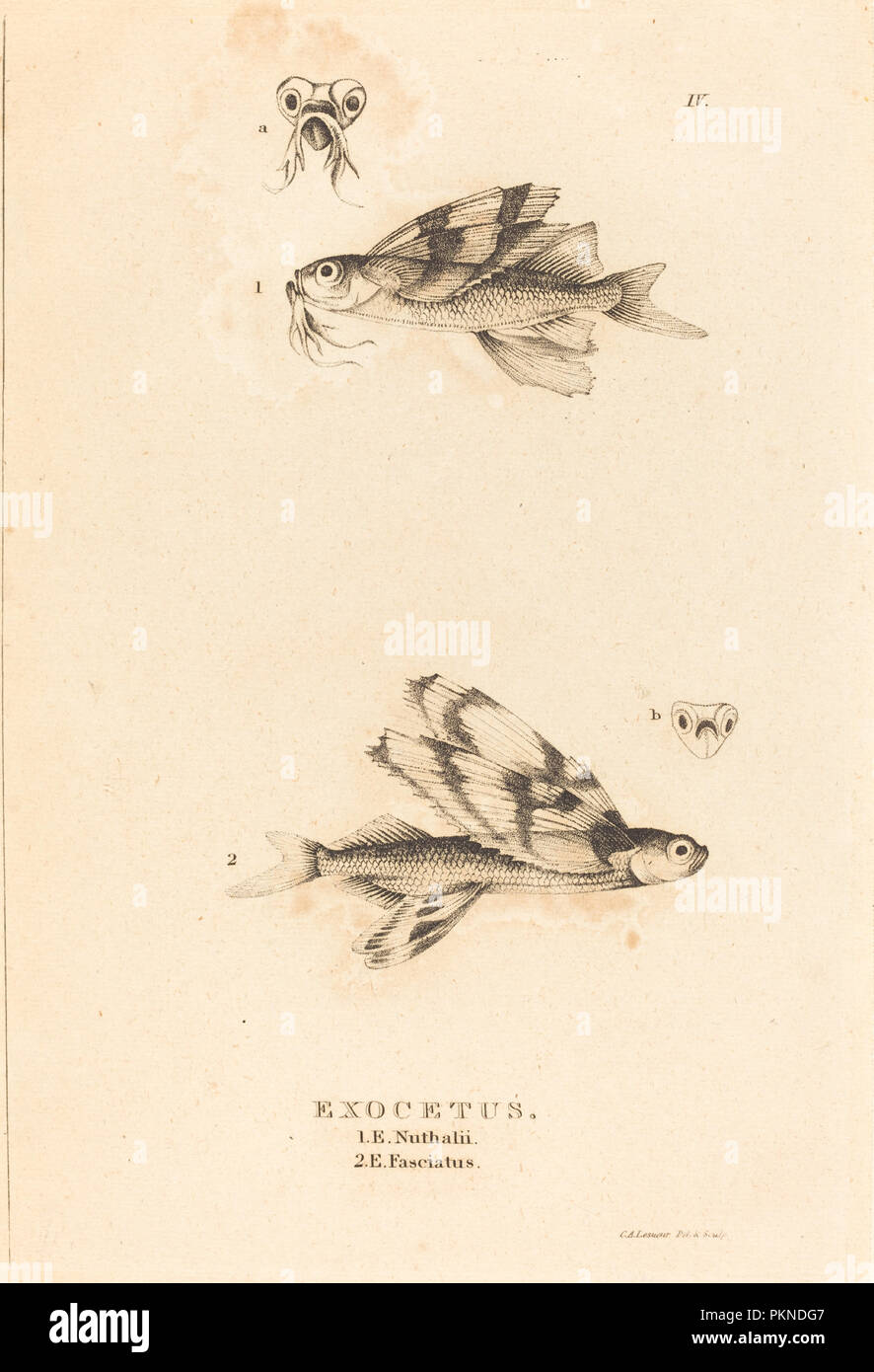 Exocetus hi-res stock photography and images - Alamy