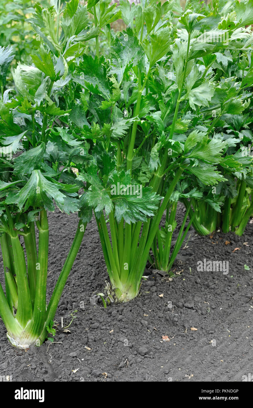 close-up of celery plantation (leaf vegetable) in the vegetable garden ...