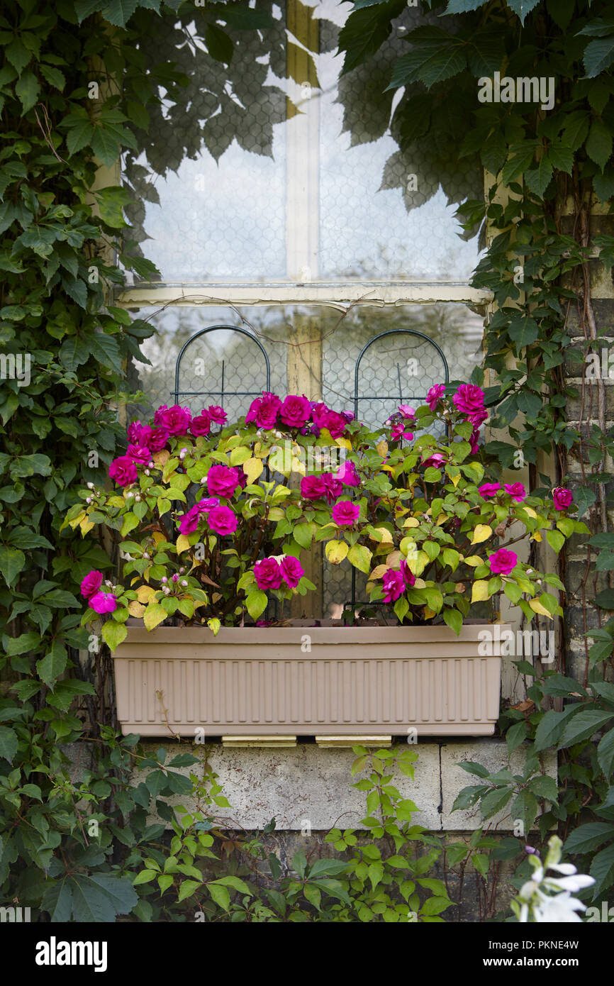 Flower boxes in a garden Stock Photo - Alamy