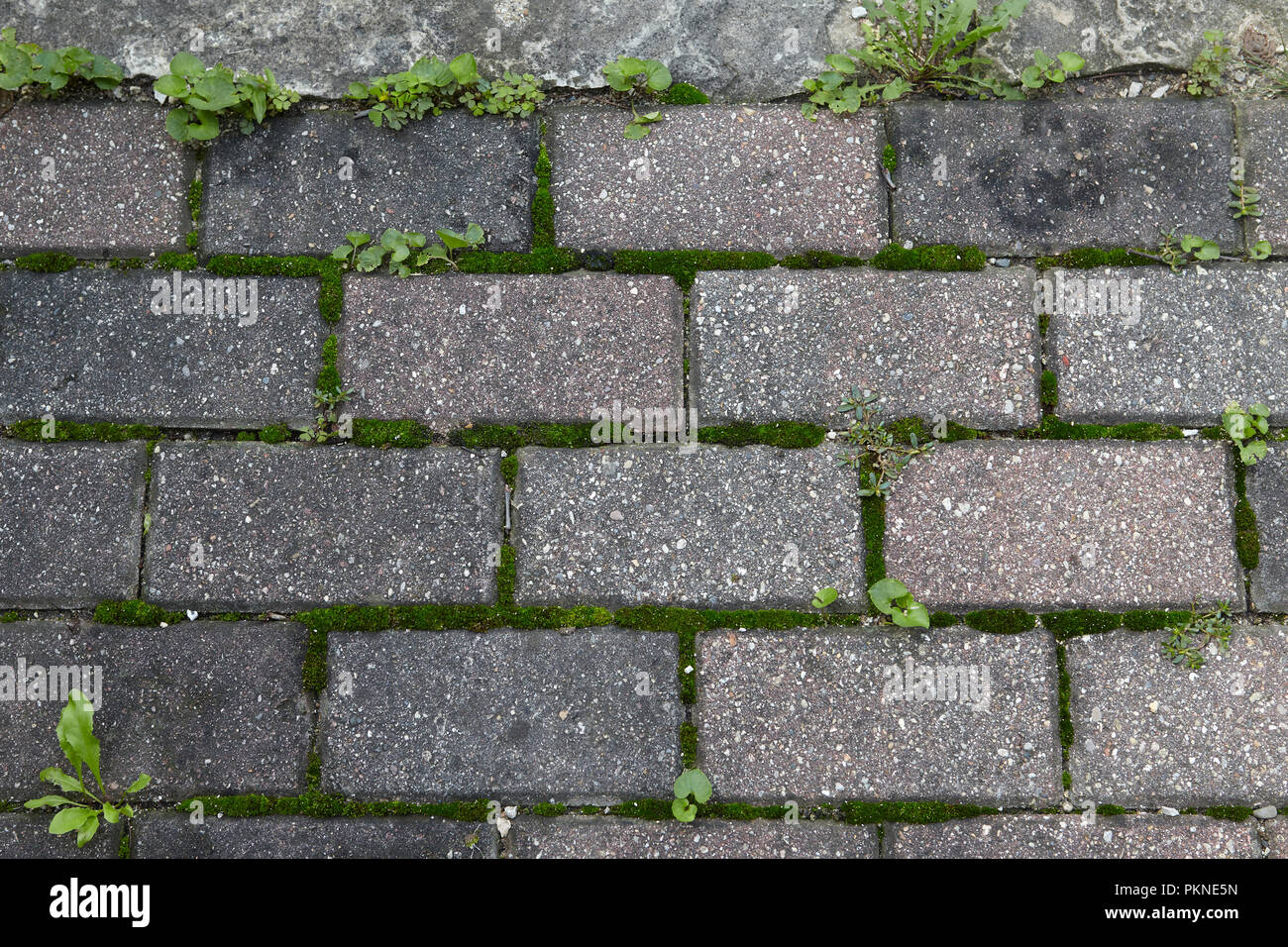 Outdoor, mossy brick walk way Stock Photo - Alamy