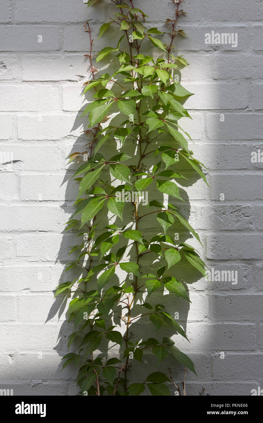 Vines on brick wall hi-res stock photography and images - Alamy