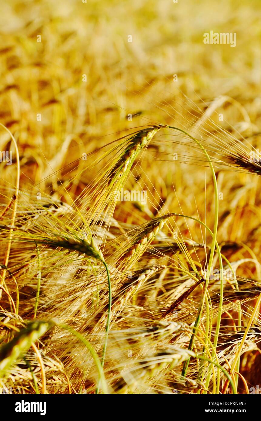 Field of ripe barley in high summer, Lincolnshire, England, UK Stock ...