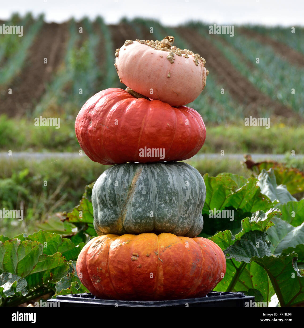 Pumpkins and squash from an early fall harvest on the Saanich Peninsula ...