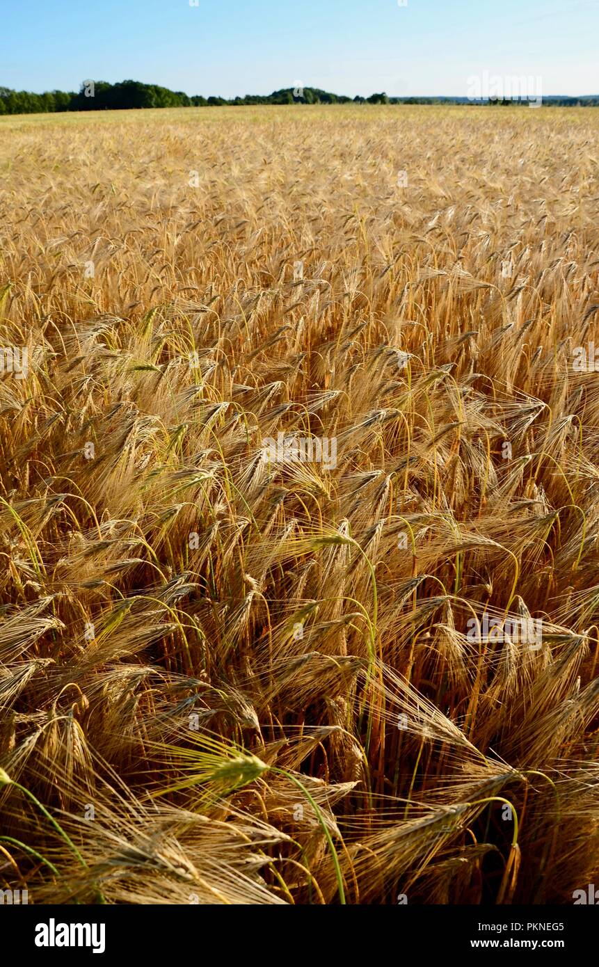 Field of ripe barley in high summer, Lincolnshire, England, UK Stock ...