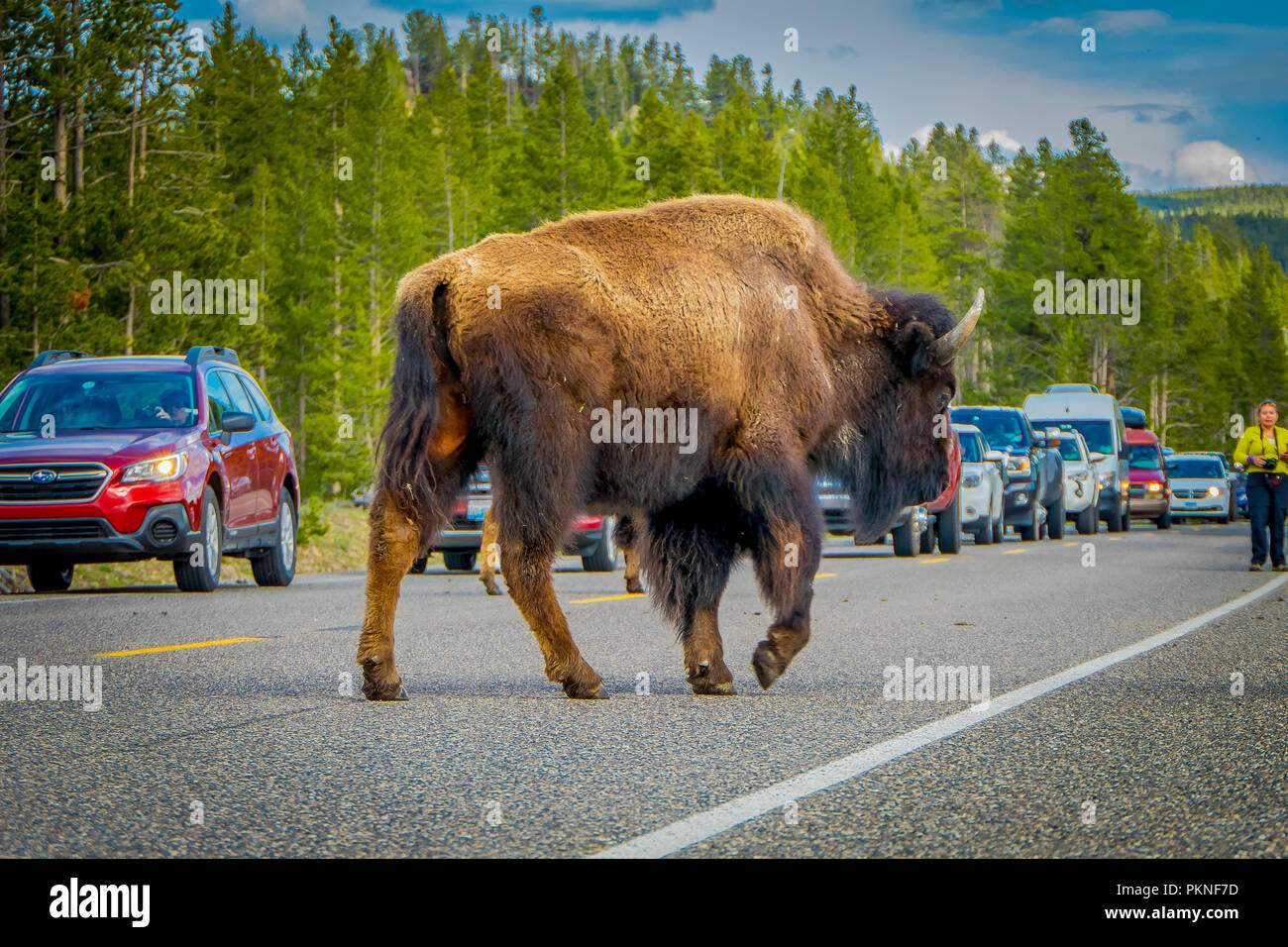 YELLOWSTONE, MONTANA, USA MAY 24, 2018: Outdoor view of american Bison ...
