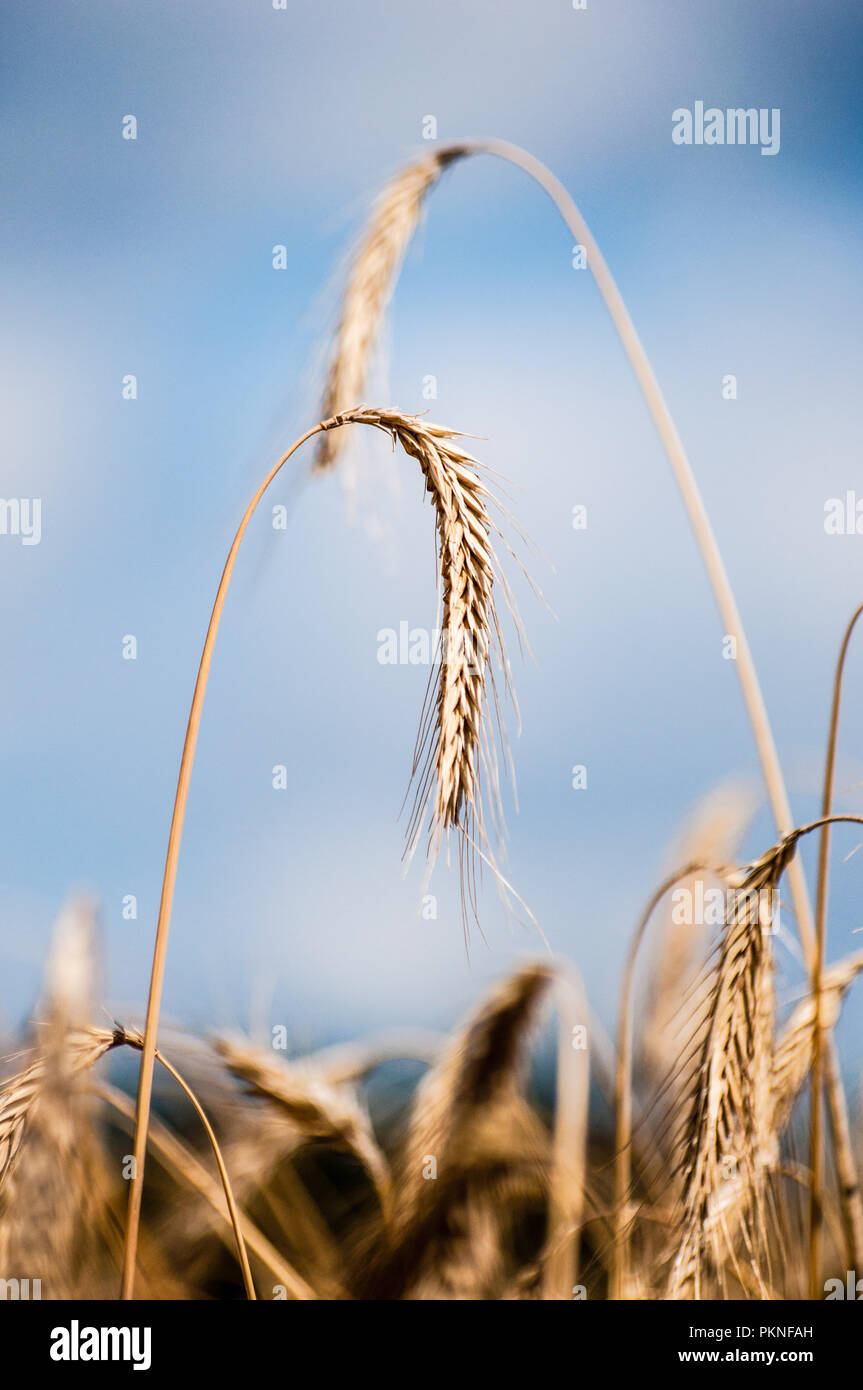 Growing grain hi-res stock photography and images - Alamy
