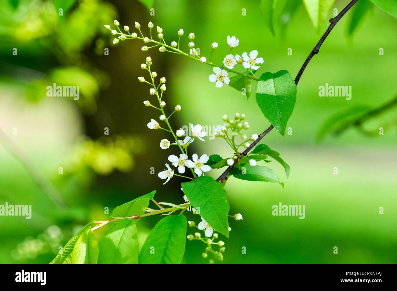 White triangle hi-res stock photography and images - Alamy