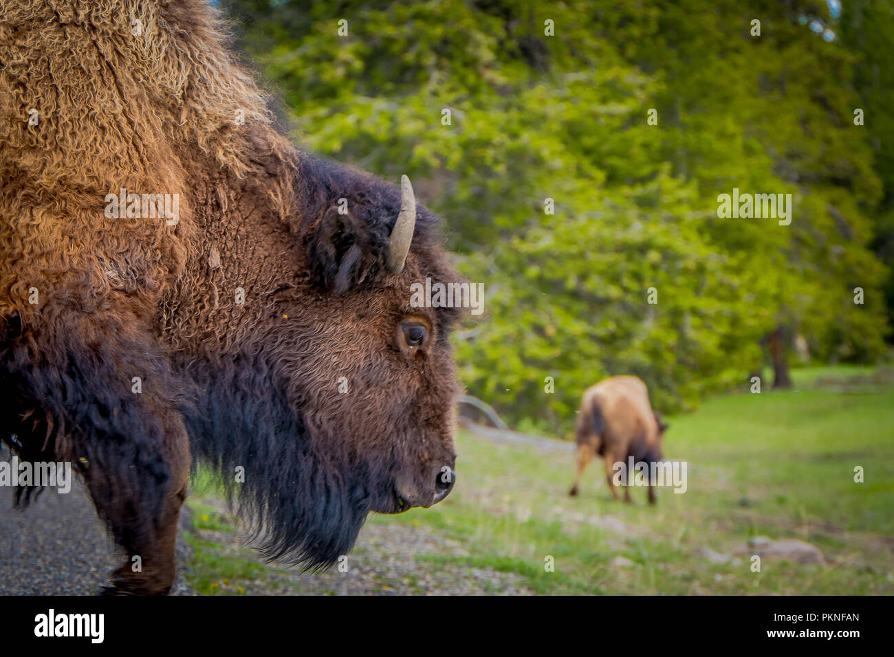 Grandtetonwyomingbison hi-res stock photography and images - Alamy