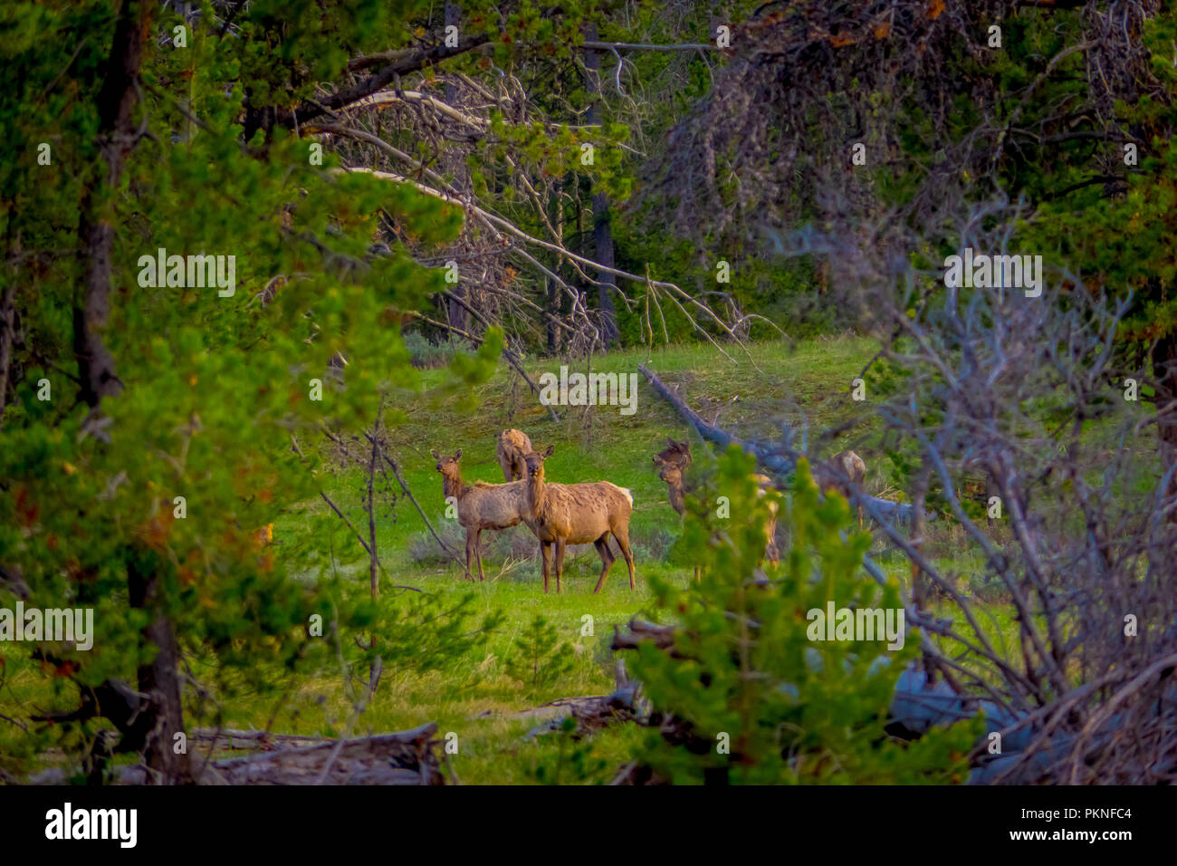 Beautiful outdoor view of white-tailed family deer Yellowstone National ...
