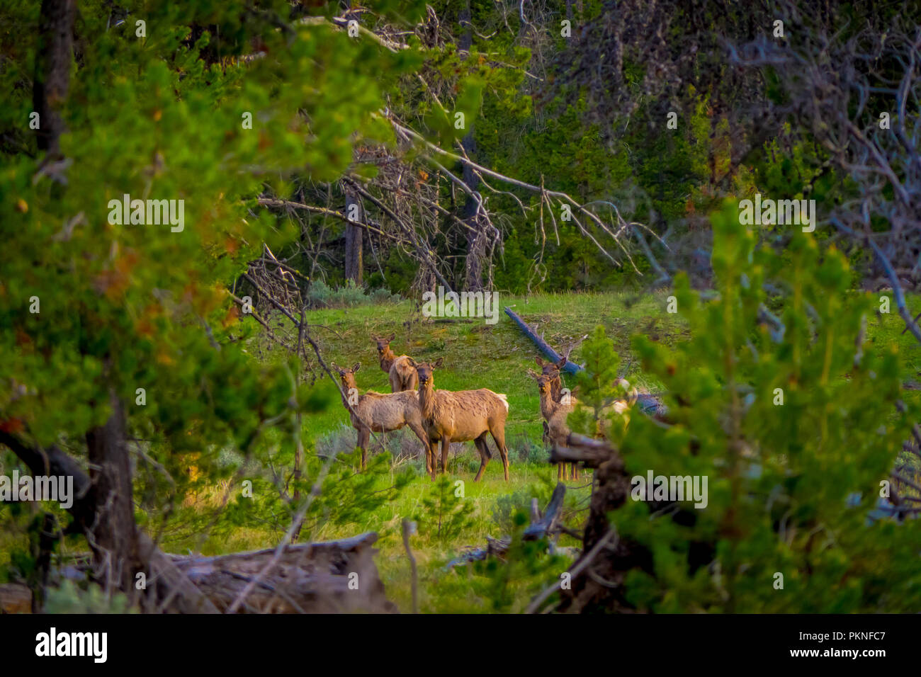 Beautiful outdoor view of white-tailed family deer Yellowstone National ...