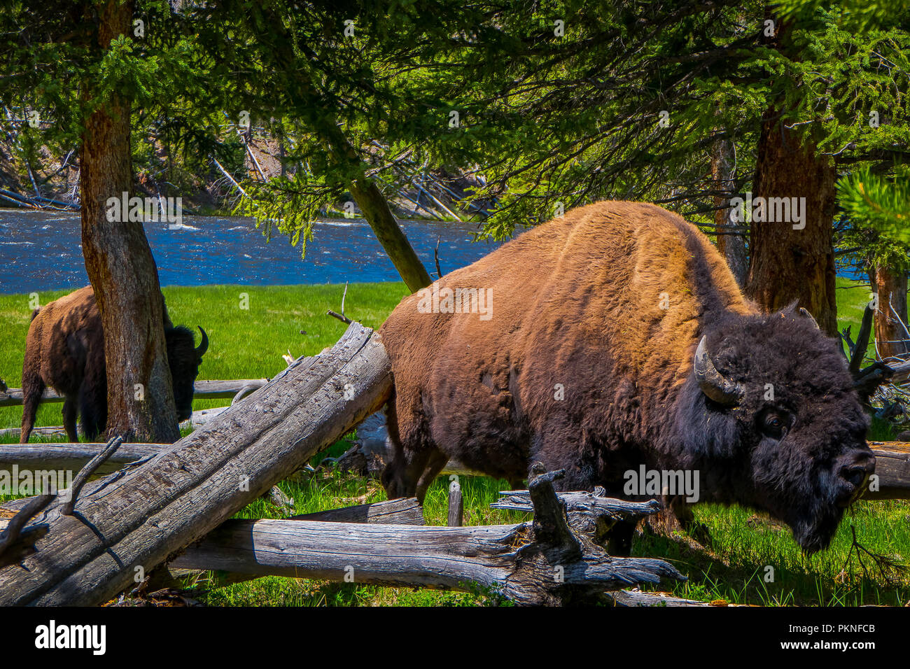 Close up of lonely dangerous American Bison Buffalo grazing inside the ...