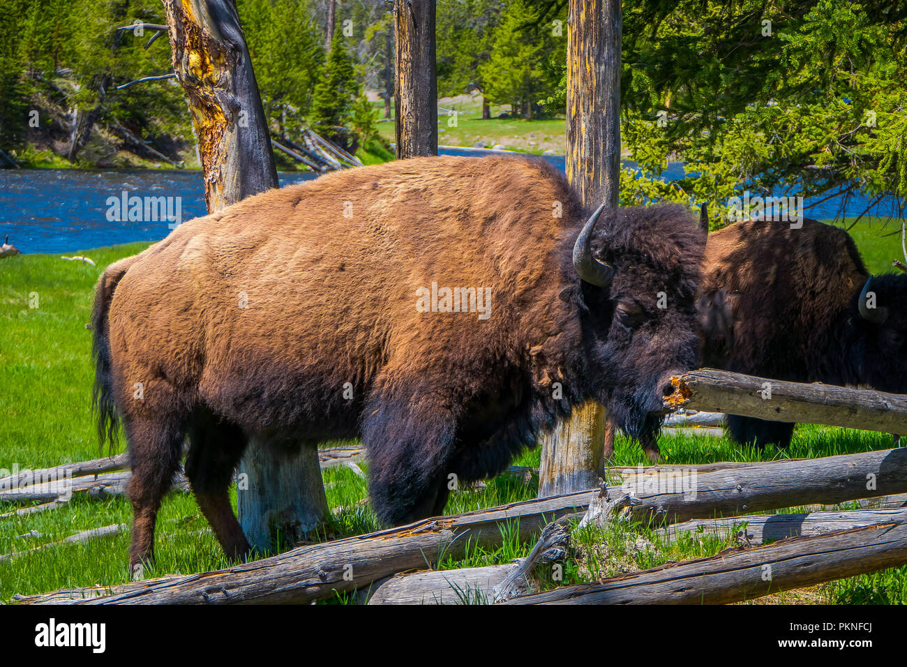 Close up of dangerous American Bison Buffalo grazing inside the forest ...
