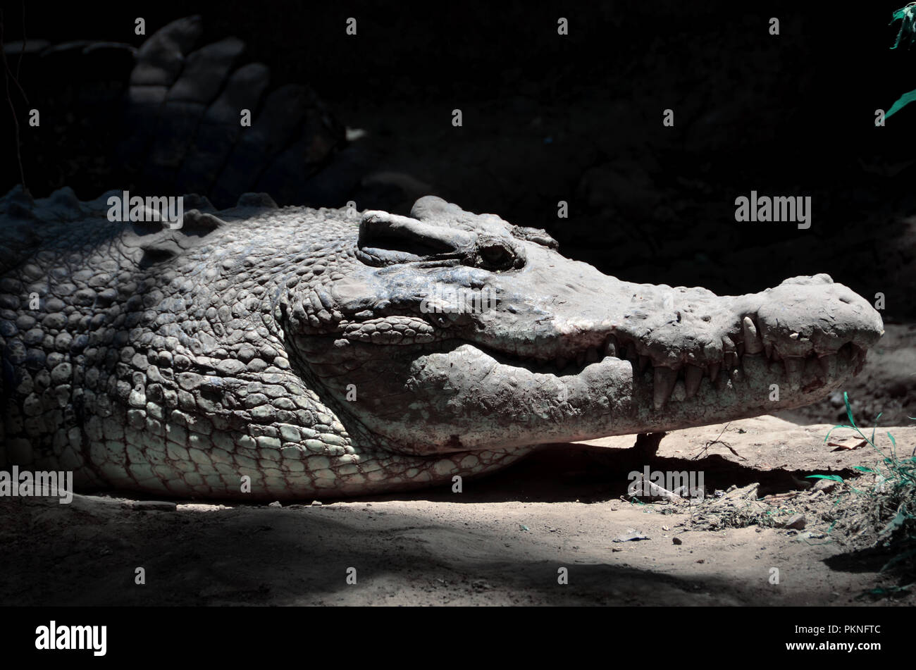 Skin crocodile hi-res stock photography and images - Alamy