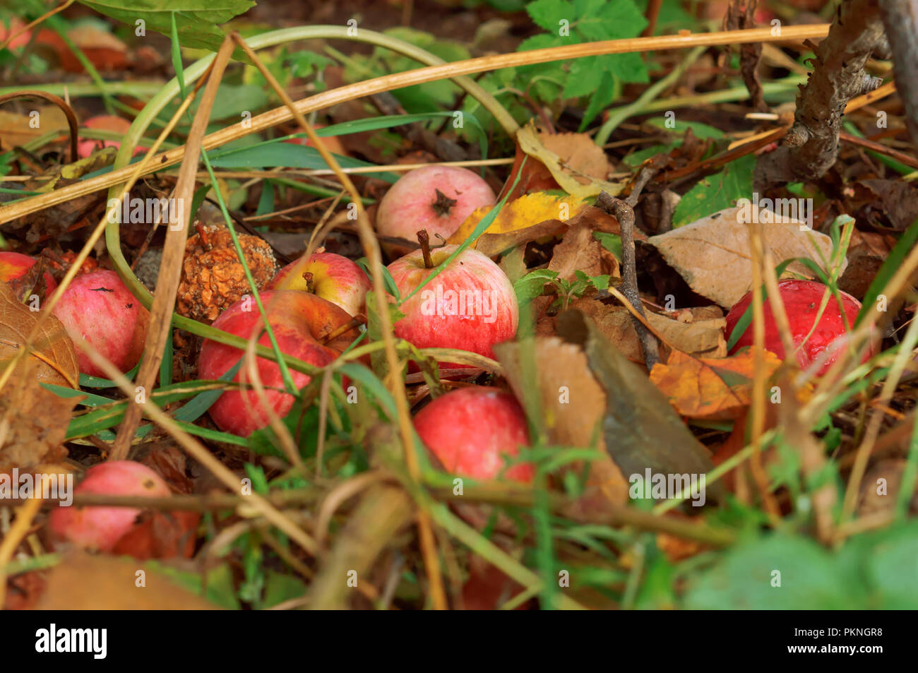 red apples in the grass, apples fell to the ground Stock Photo - Alamy