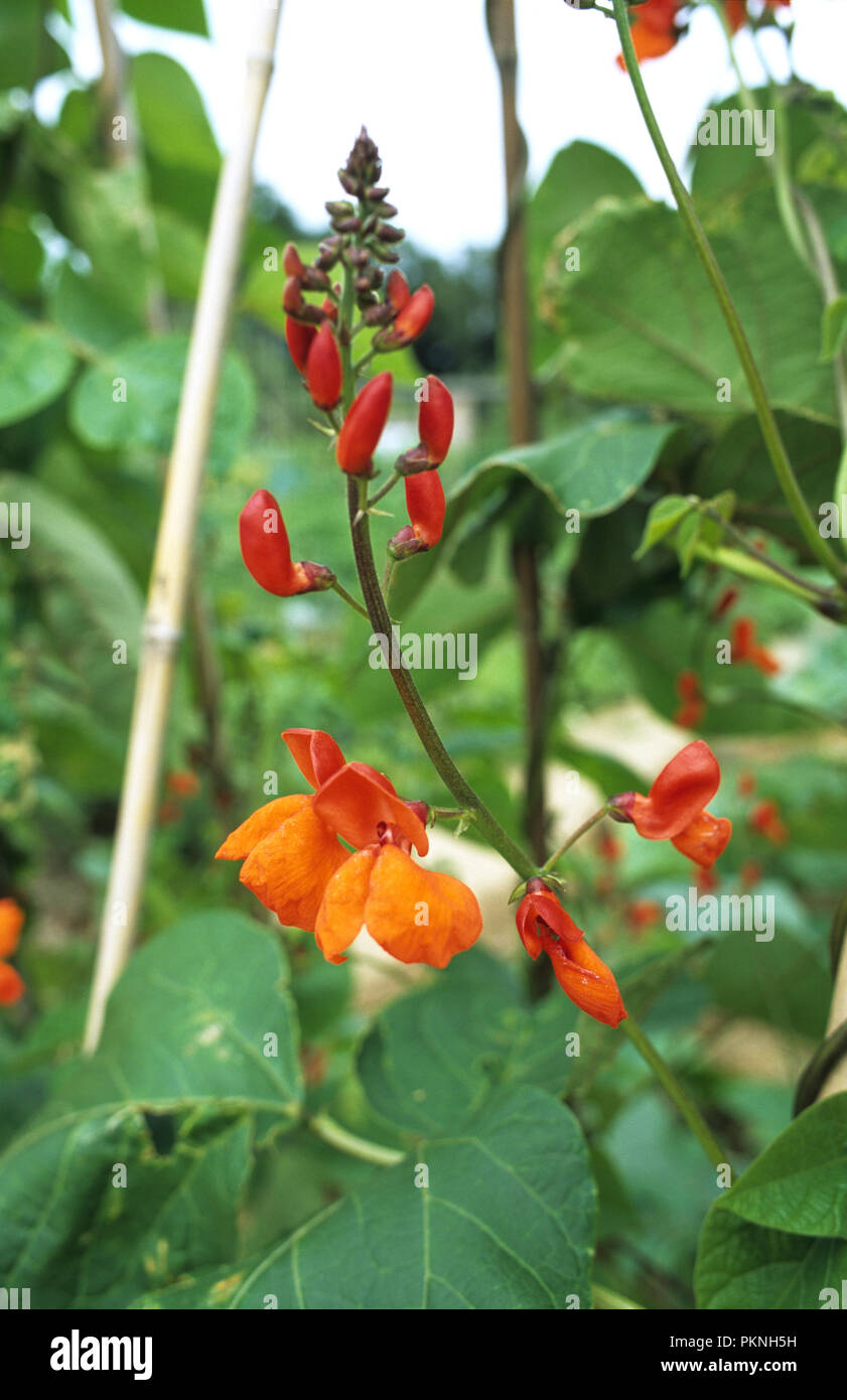 Runner bean flowers on an allotment in Slough England July 2007 Stock ...