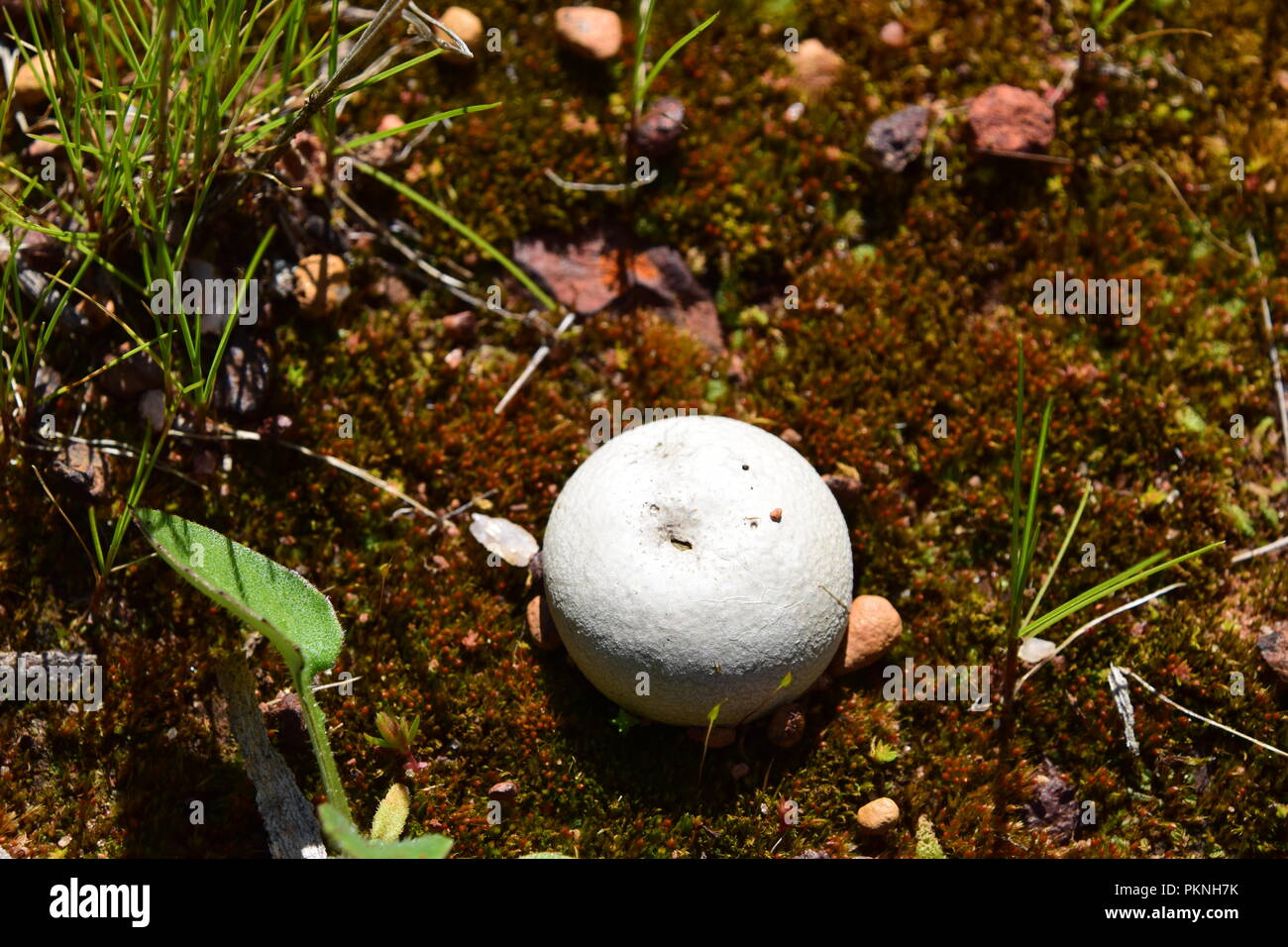 Puff ball in moss Stock Photo - Alamy