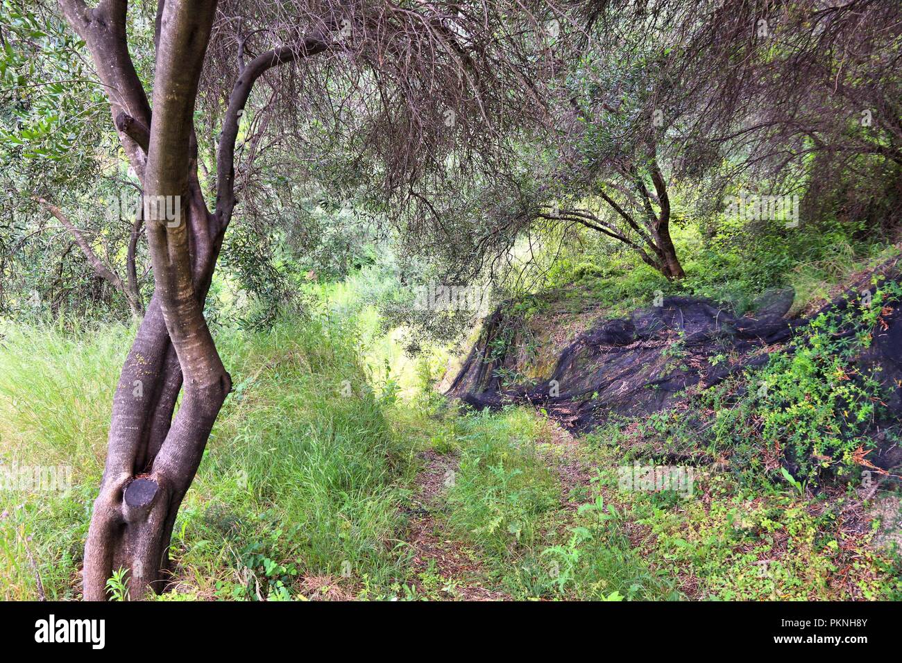 Olive trees corfu hi-res stock photography and images - Alamy