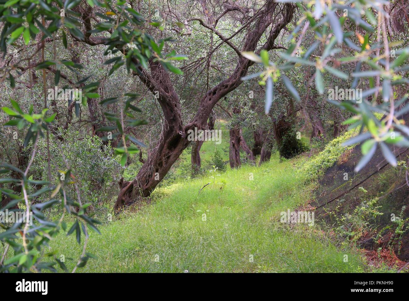 Olive grove in Greece - Corfu island agriculture Stock Photo - Alamy