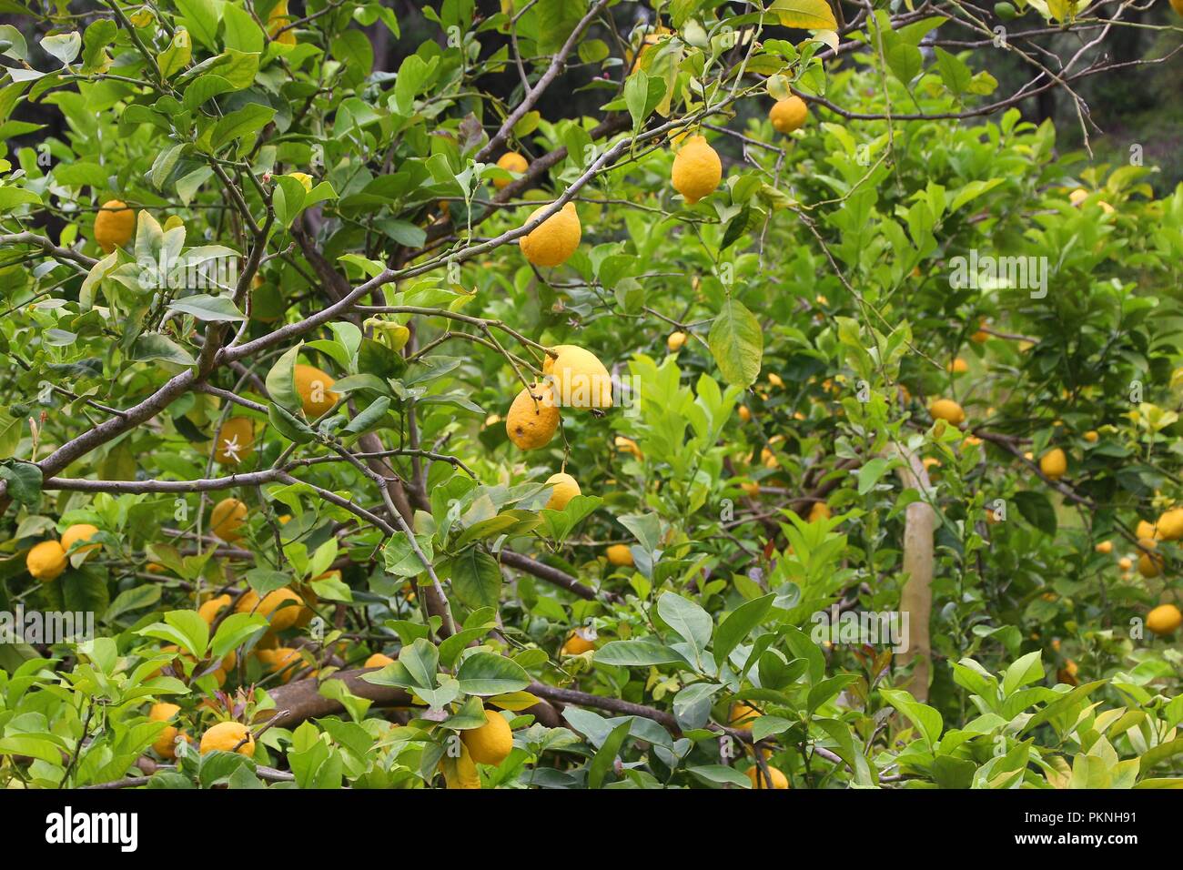 Lemon tree grove in Corfu Island - agriculture in Greece Stock Photo ...