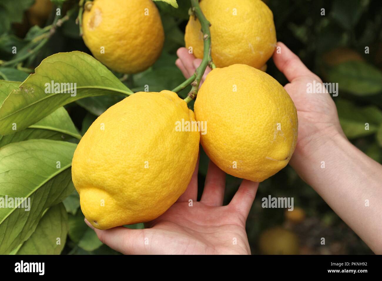 Greece lemons rural countryside hi-res stock photography and images - Alamy