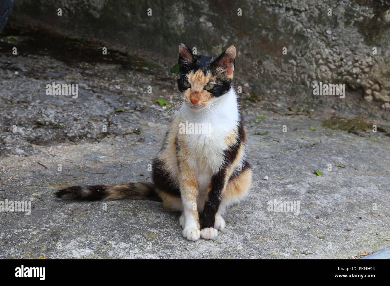 Cat in Greece - Corfu Island tricolor calico cat Stock Photo - Alamy