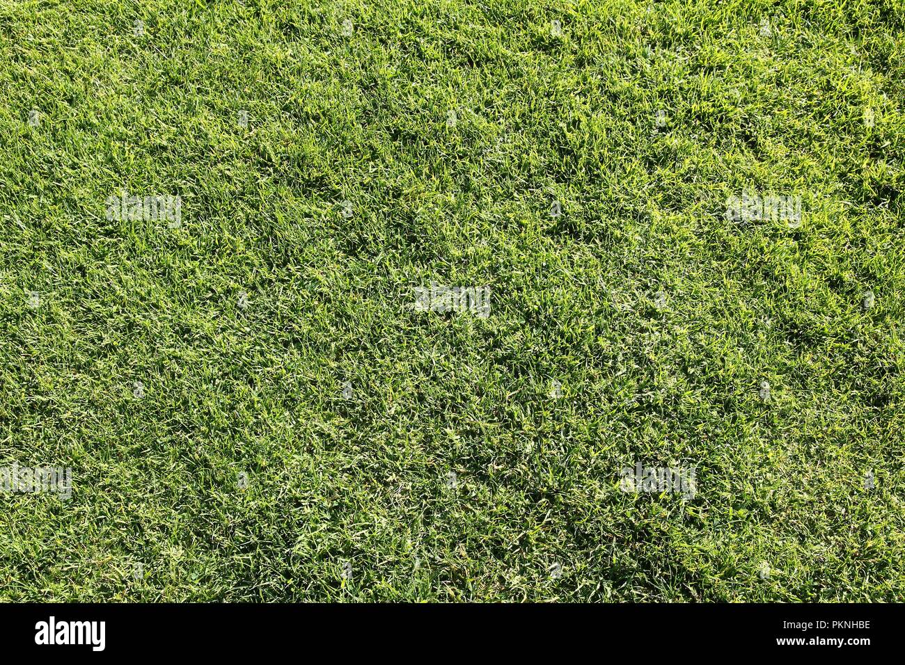 Natural green grass background. Golf course lawn backdrop Stock Photo ...