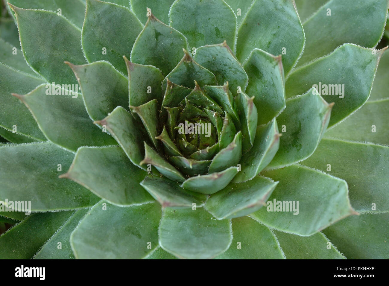 Fat plant hi-res stock photography and images - Alamy