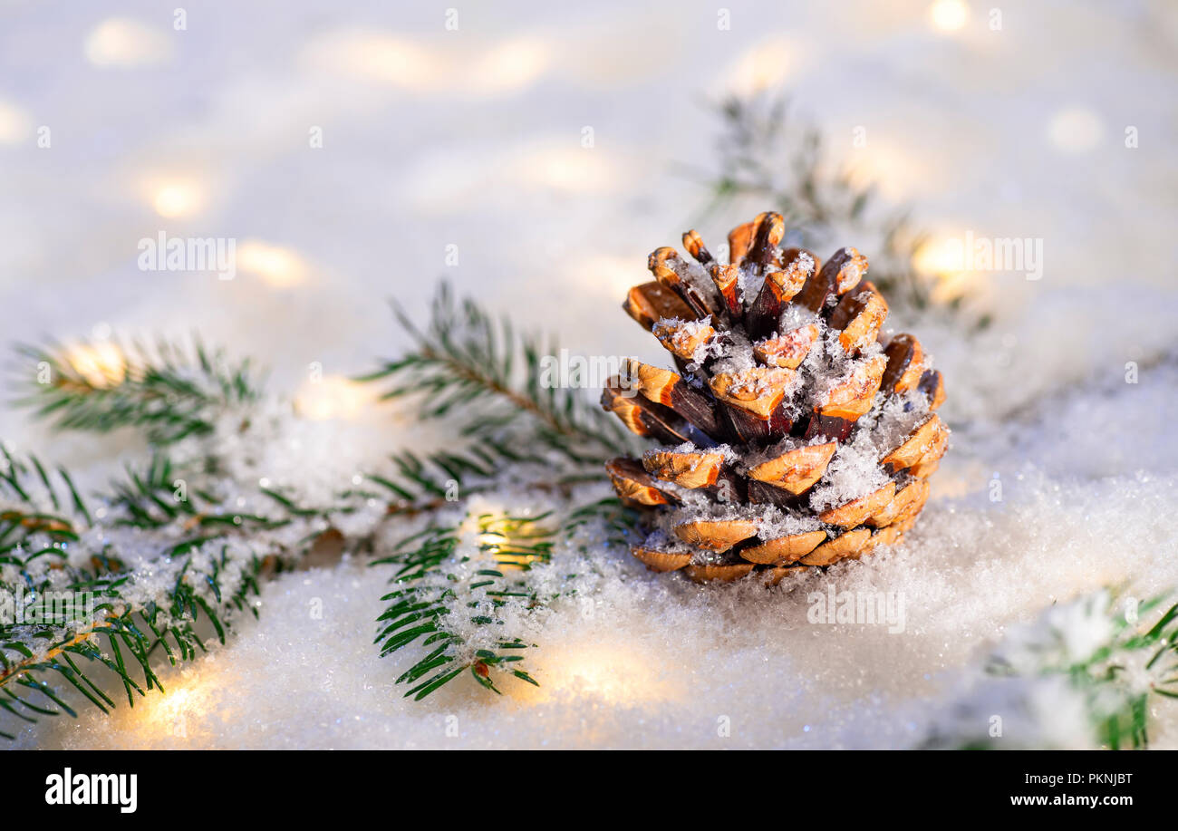 Conifer hi-res stock photography and images - Alamy