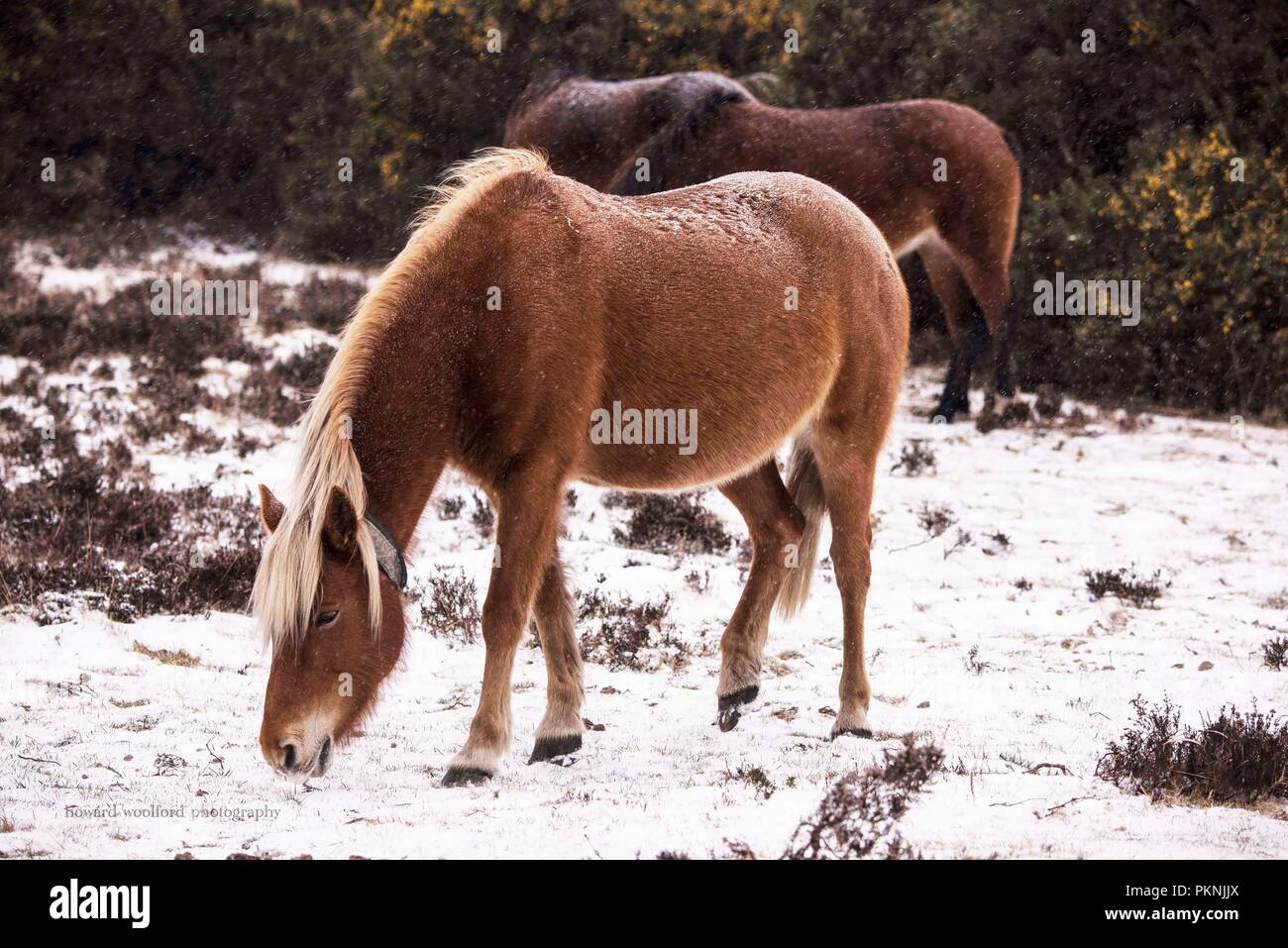Winter scenes, the iconic New Forest: Ponies amidst a Snowy Landscape ...