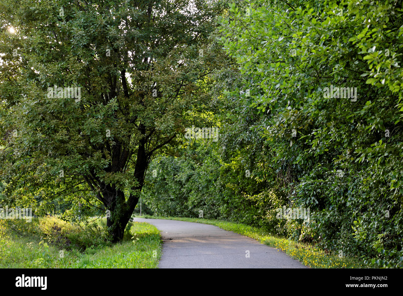 An esplanade between trees and bushes Stock Photo - Alamy