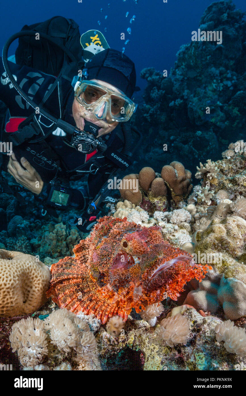 Red sea diver fish hi-res stock photography and images - Alamy