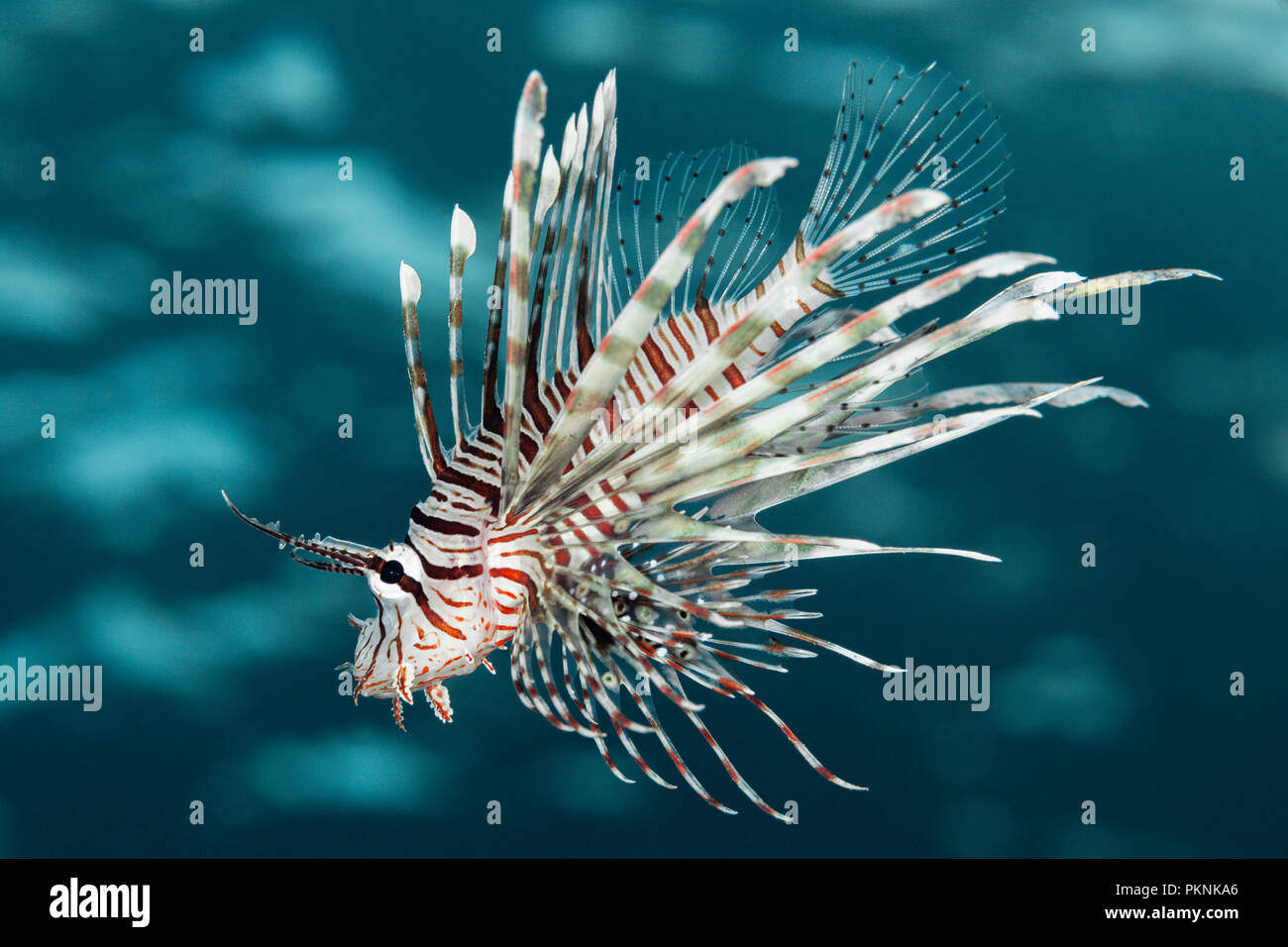 Devil Firefish, Pterois miles, Brother Islands, Red Sea, Egypt Stock ...