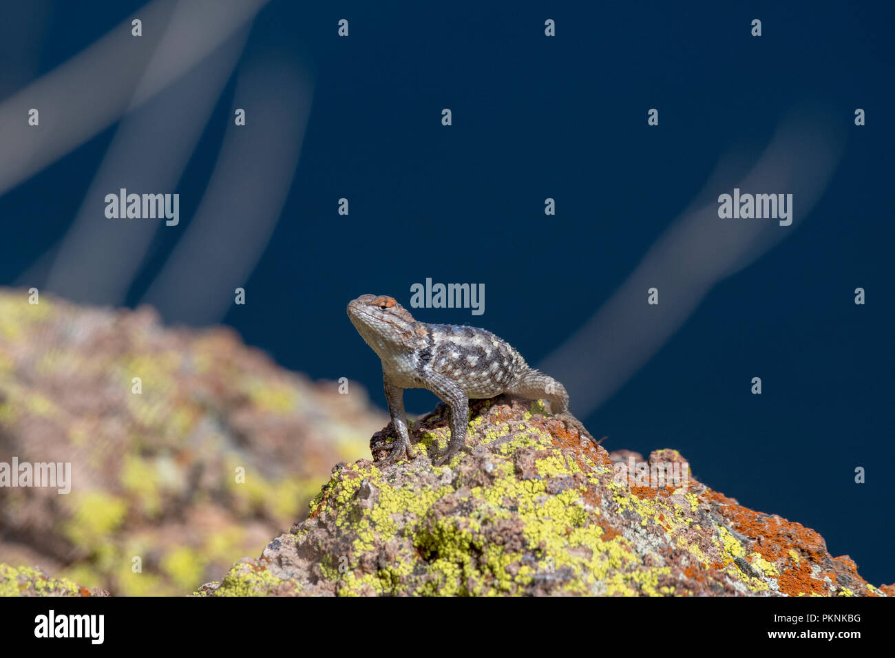 Arizona Desert Spiny Lizard Stock Photo - Alamy