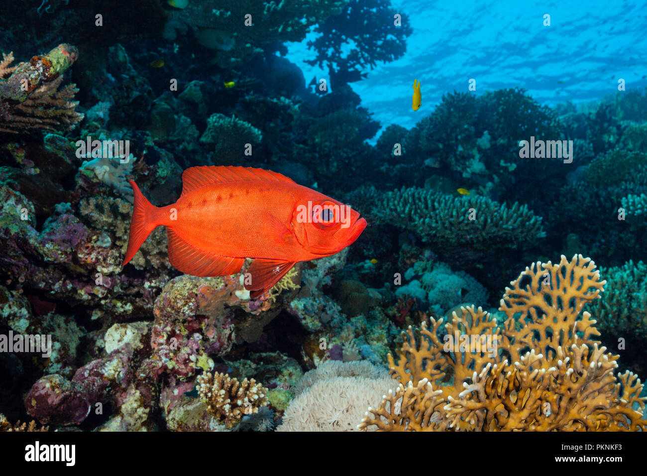 Common Bigeye, Priacanthus hamrur, Giftun Island, Red Sea, Egypt Stock ...