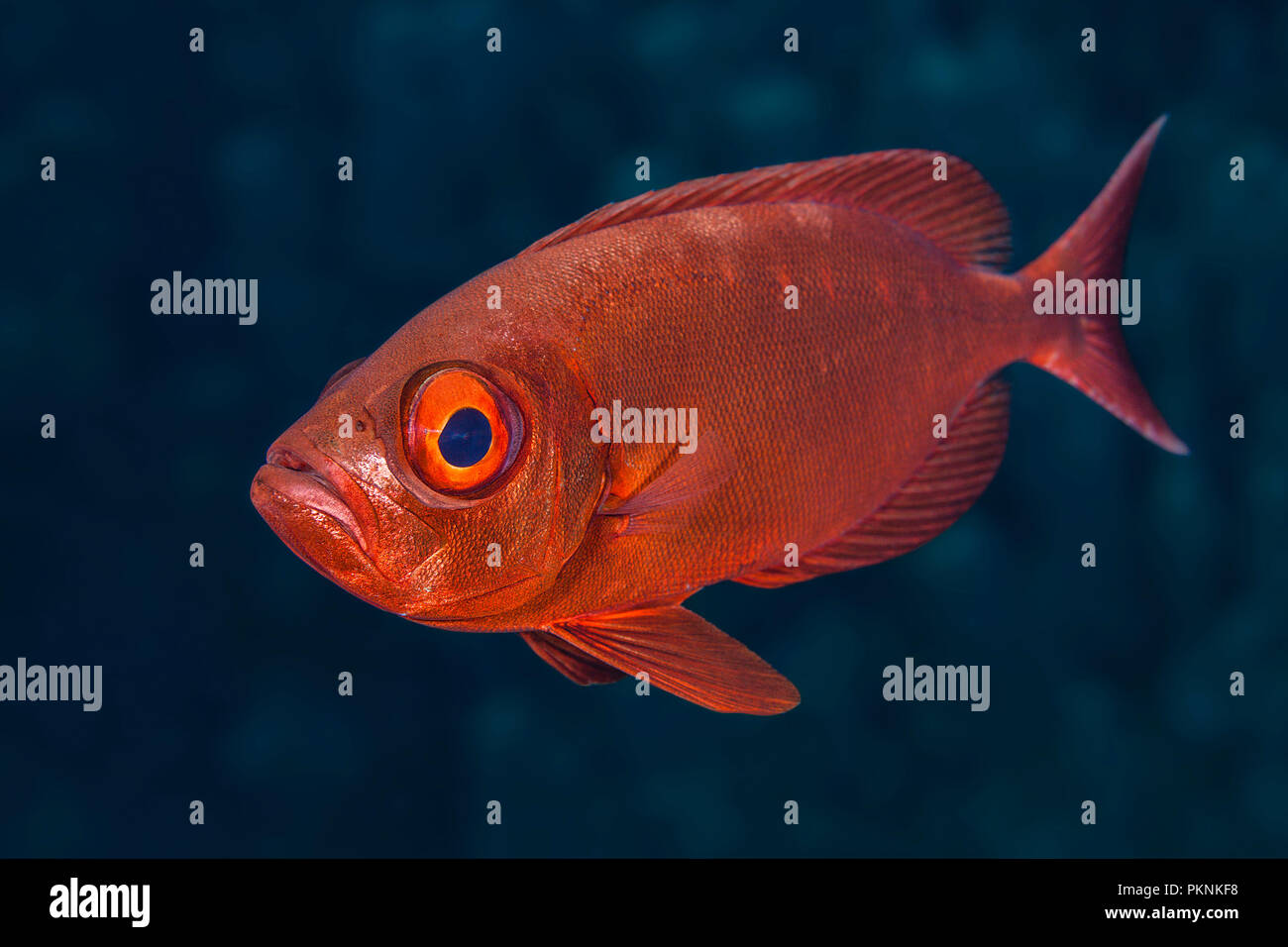 Common Bigeye, Priacanthus hamrur, Giftun Island, Red Sea, Egypt Stock ...
