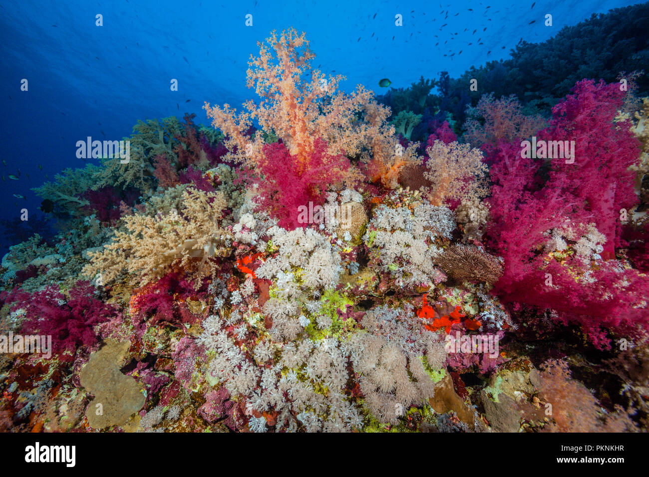 Species-rich Coral Reef, Brother Islands, Red Sea, Egypt Stock Photo ...