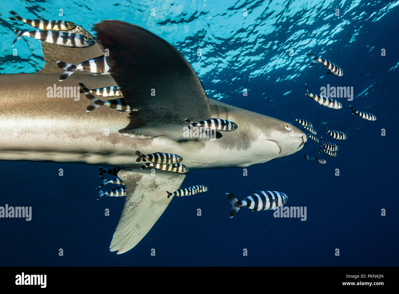 Oceanic Whitetip Shark, Carcharhinus longimanus, Brother Islands, Red ...
