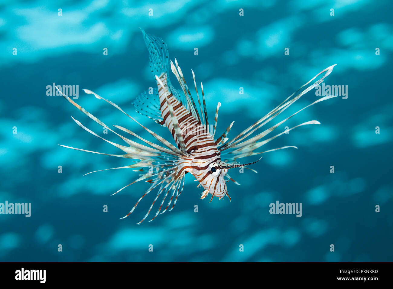 Devil Firefish, Pterois miles, Brother Islands, Red Sea, Egypt Stock ...