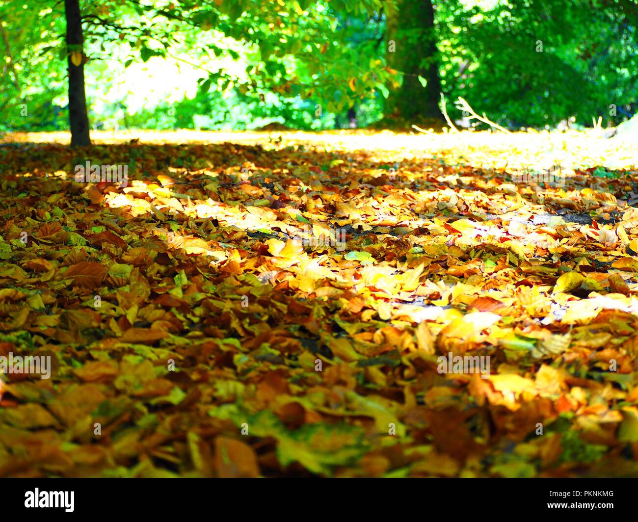 Fallen Autumn Leaves on a forest Floor Stock Photo - Alamy